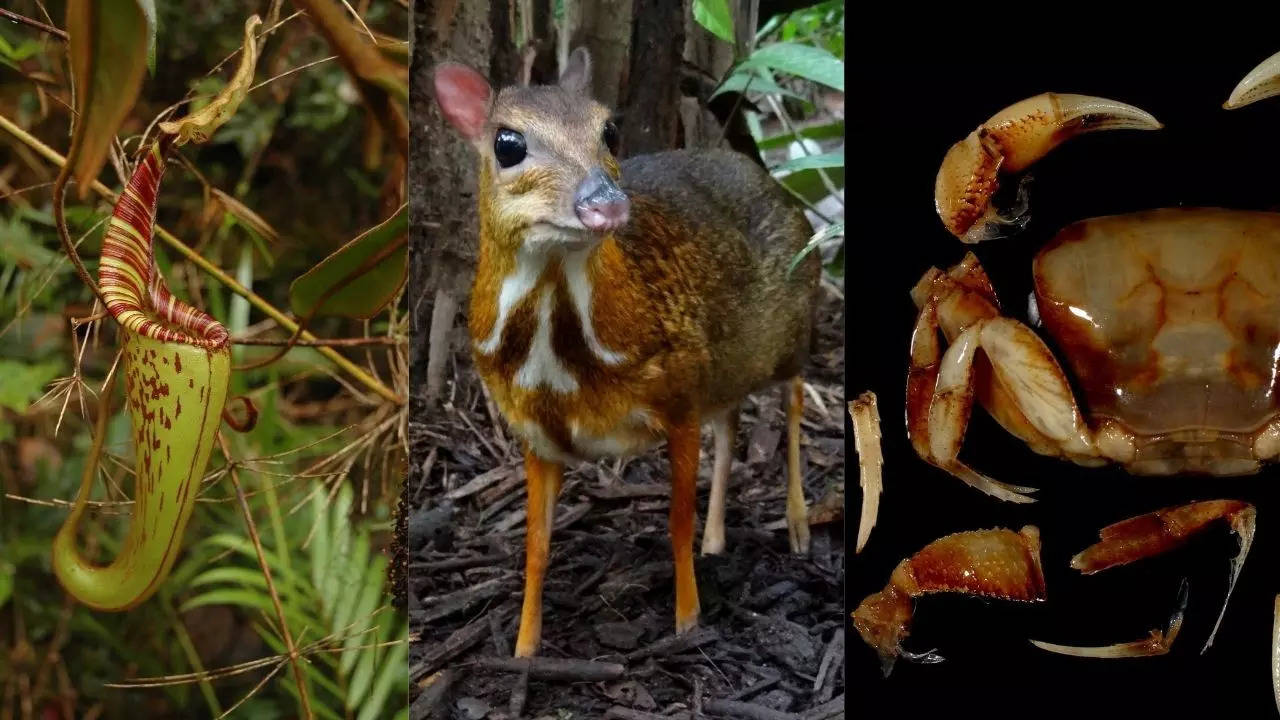 8 rediscovered animals once thought to be extinct