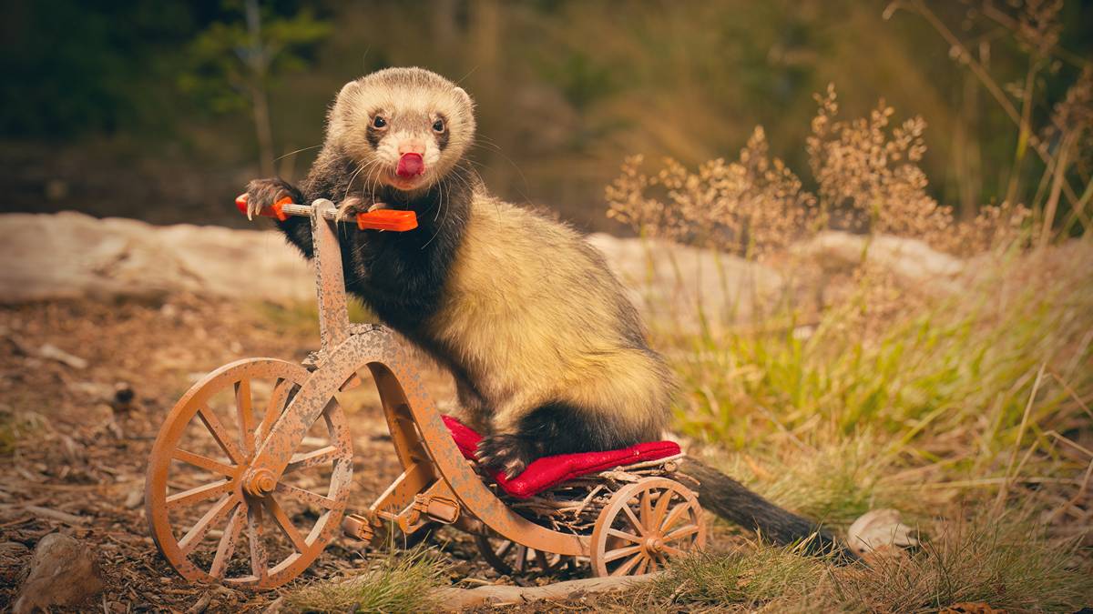 Health Check: More healthcare ‘reverse ferrets’ from Trump’s razor gang