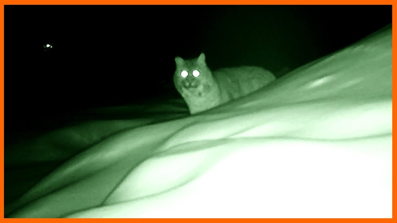 Vermont farmer tracks predatory bobcat to protect vulnerable farm animals