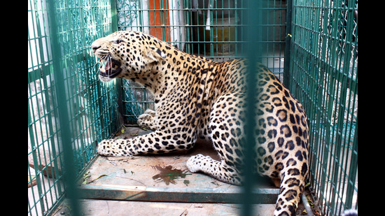 Lure of compensation leads to rise in fake leopard attack claims in Maha