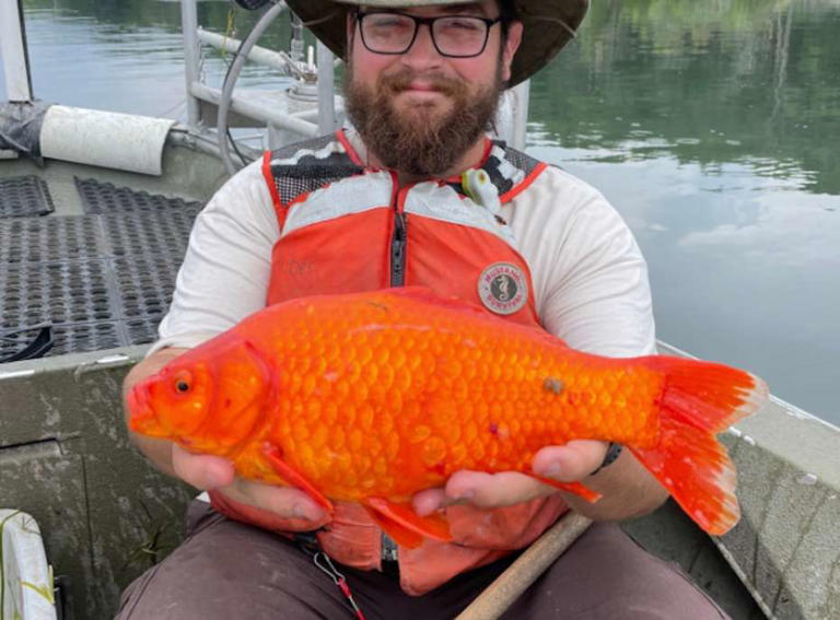 Massive "megalodon" goldfish found swimming in state park