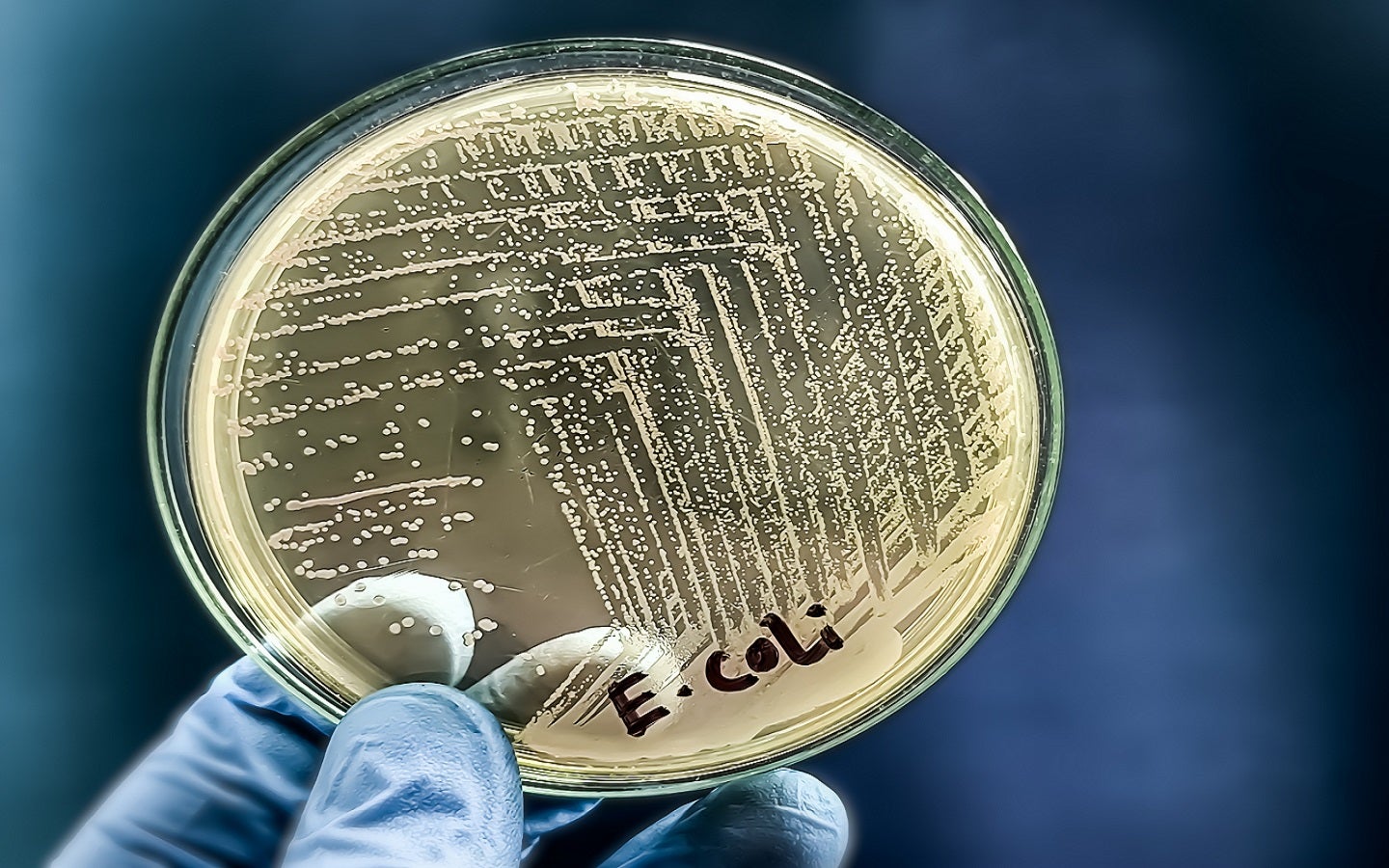 WuXi Biologics introduces E coli expression system