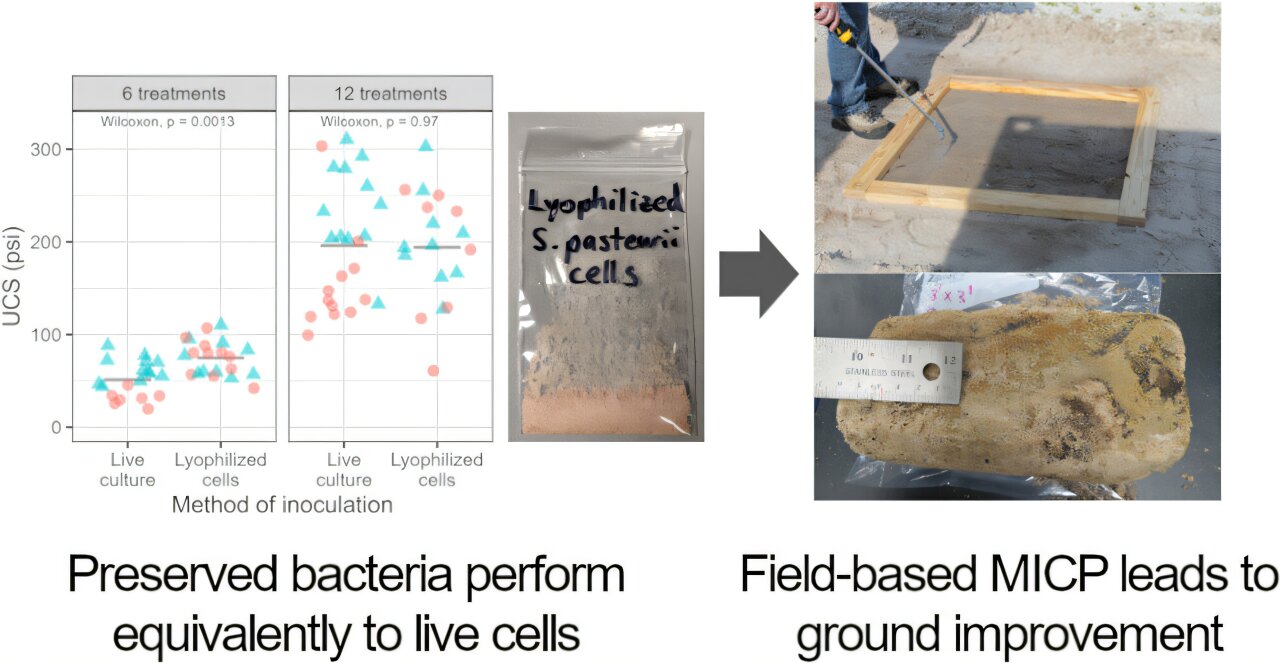 Packets of freeze-dried bacteria can grow biocement on demand
