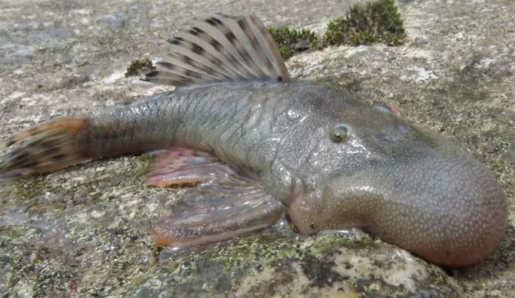 Bizarre ‘Blob-Headed Catfish’ Discovered in Peruvian Nature Preserve