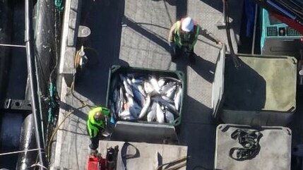 Huon Aquaculture workers filmed putting live salmon into bins with dead ...