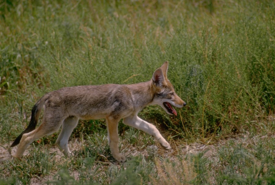 Why Missouri, Kansas pet owners should be on the watch for coyote ...