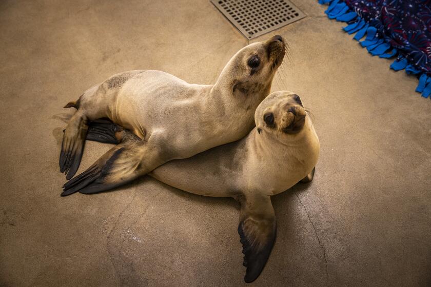 Sea lion suffering from domoic acid poisoning attacked at Ventura Beach
