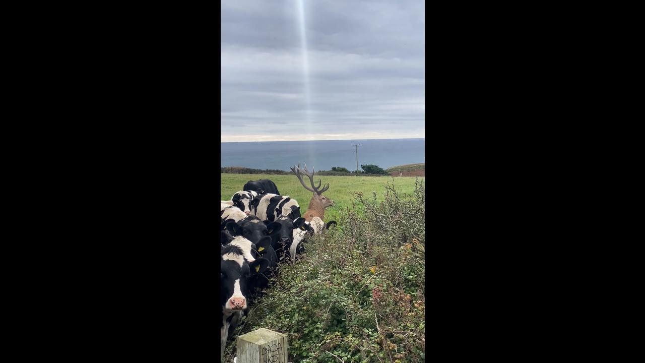 Stag Hides In Cow Herd