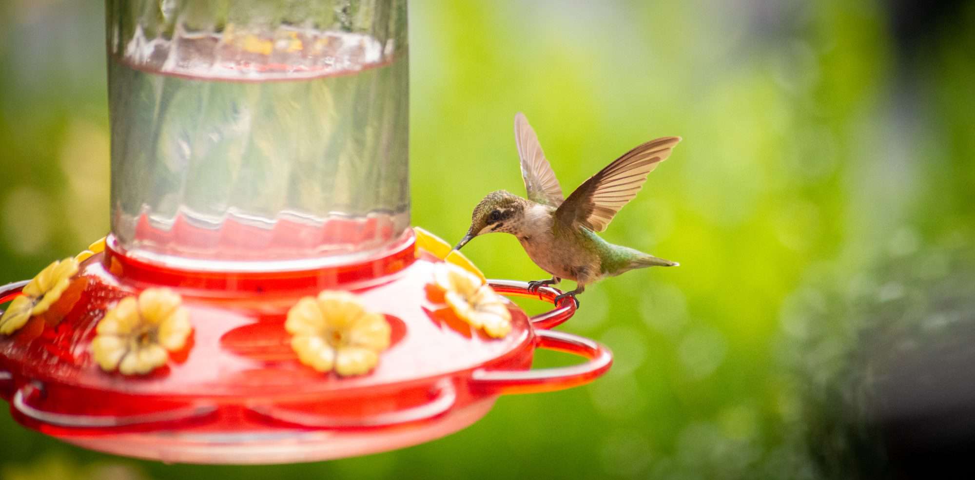 The Best Hummingbird Food Recipe