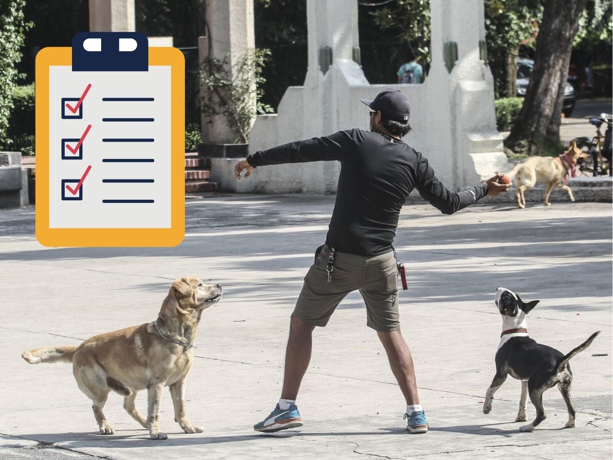 ¡Van por los paseadores de perros! Esta es la propuesta para regularlos ...