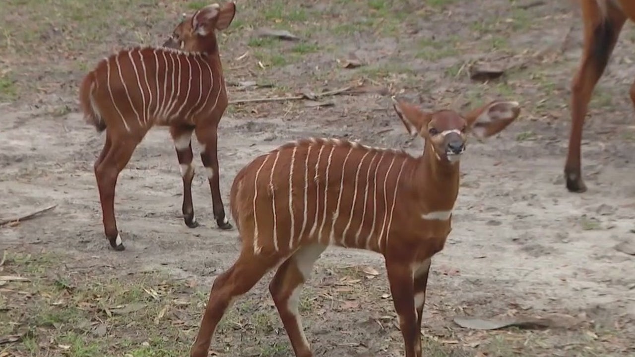 Newborn eastern bongos vital additions at ZooTampa