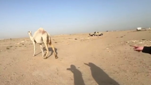 Video of tourist's disrespect toward wild animal sparks fury online ...