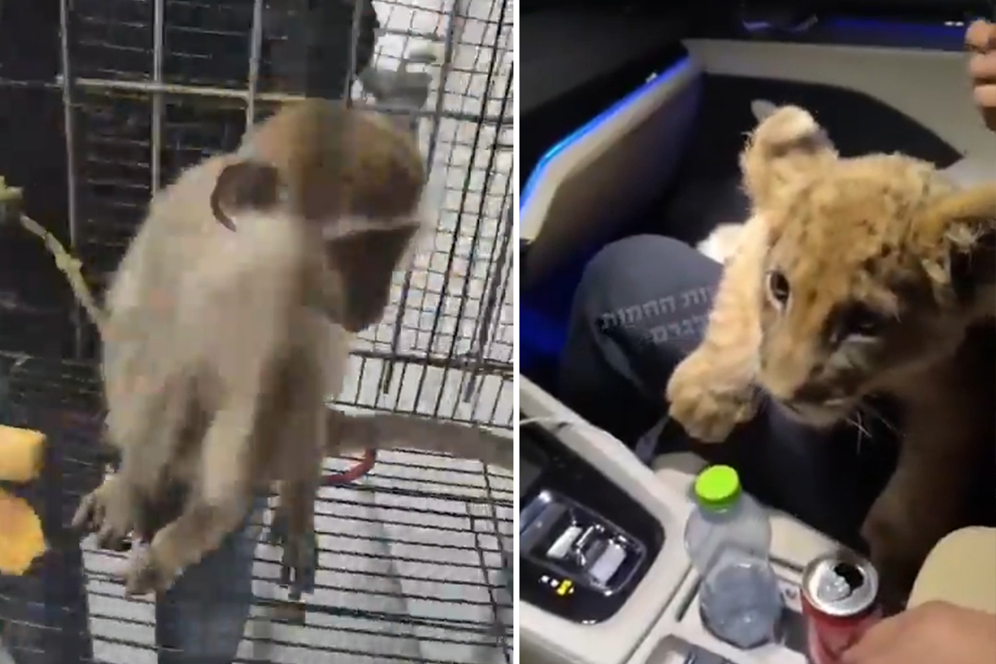 Police probe wild video of car driving with monkey and lion cub in ...