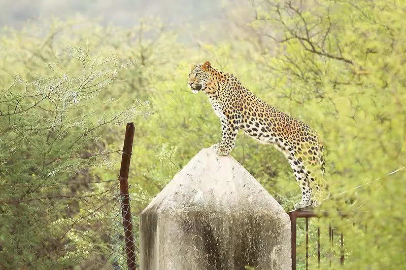 Leopard rescued from Army fencing near Udaipur’s Pichola Lake