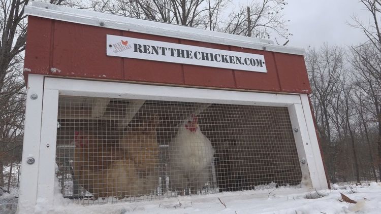 Farmers, homesteaders renting out chickens as egg prices continue to rise