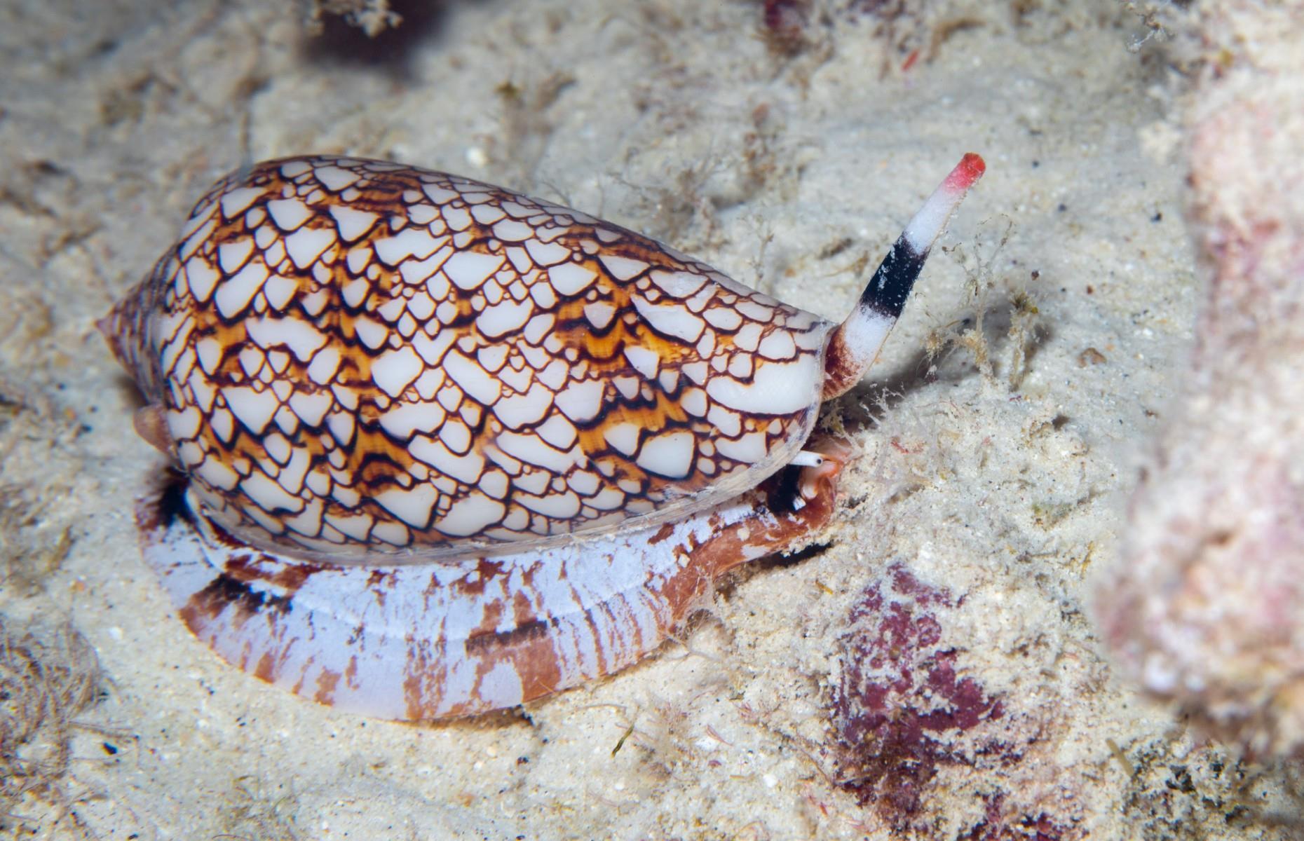 Si ves una, corre: Estas son las 30 criaturas marinas más PELIGROSAS ...