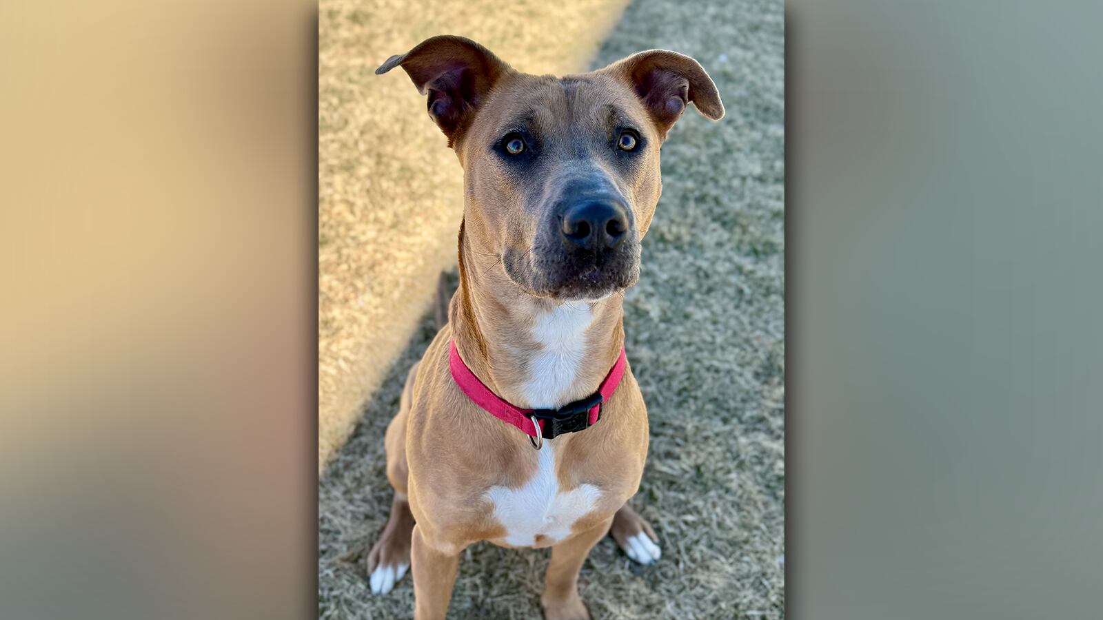 Roice-Hurst Pet of the Week: Salem