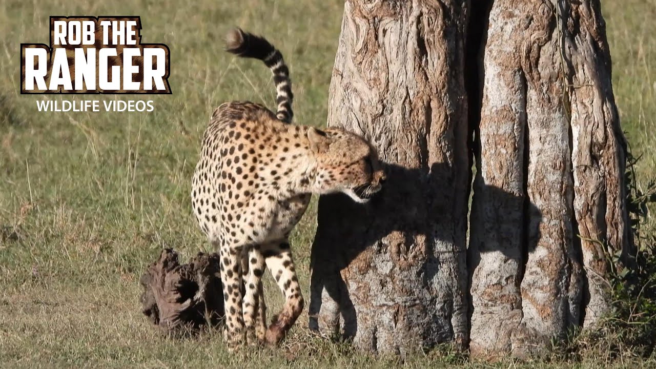 Watch cheetah coalition stalk cranes in the Maasai Mara