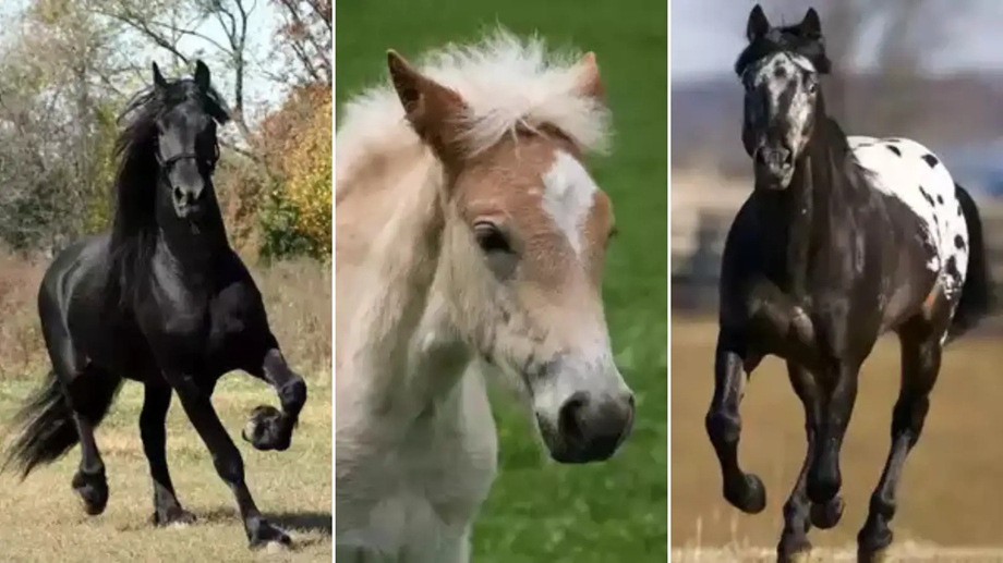 Beautiful Horse Breeds: 10 most beautiful horses in the world, do you ...