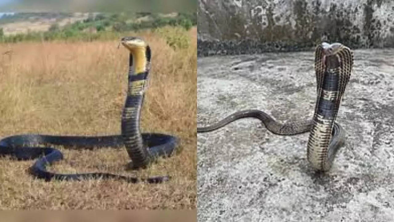 King cobra vs spitting cobra: Key differences and exploring their ...
