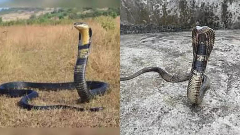 King cobra vs spitting cobra: Key differences and exploring their survival strategies