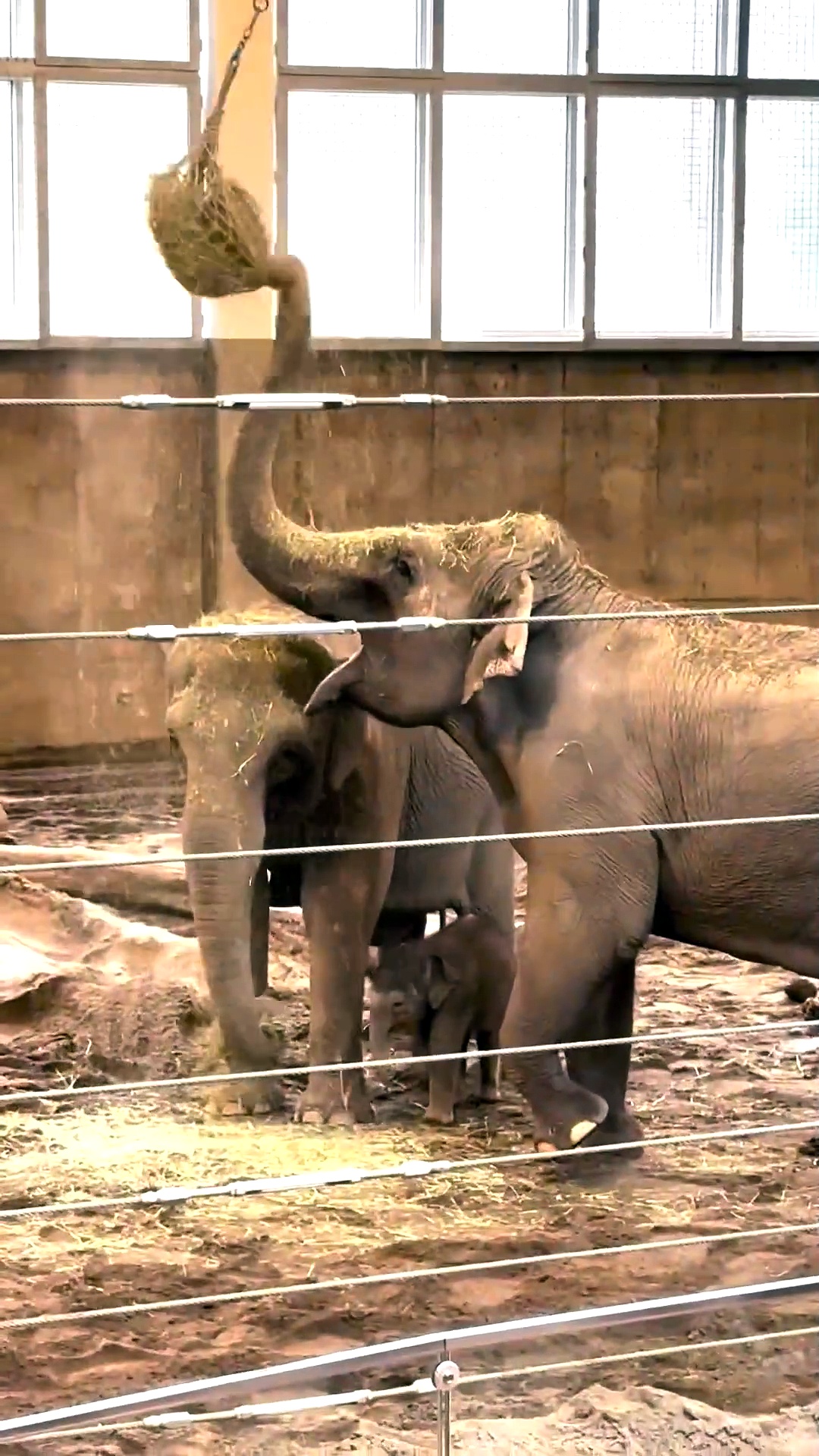 Visitors Witness Mama Elephant Helping Her Newborn Baby at Zoo