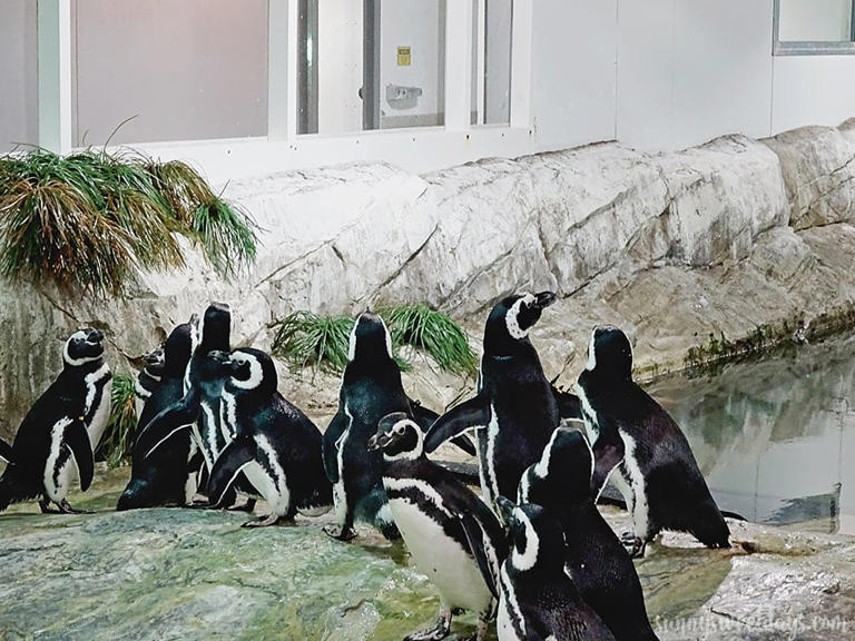 Guide To Animal Experiences At SeaWorld Orlando