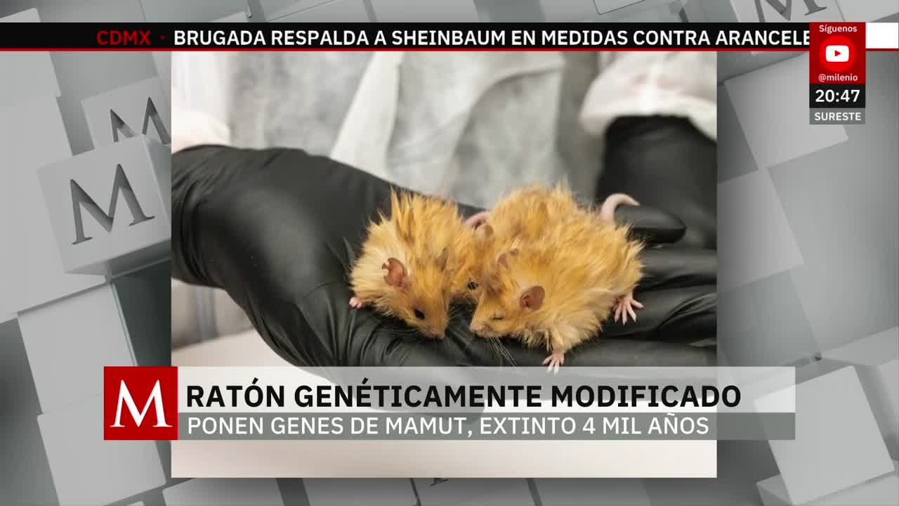 Científicos crean un ratón ‘lanudo’ para estudiar la resurrección del mamut