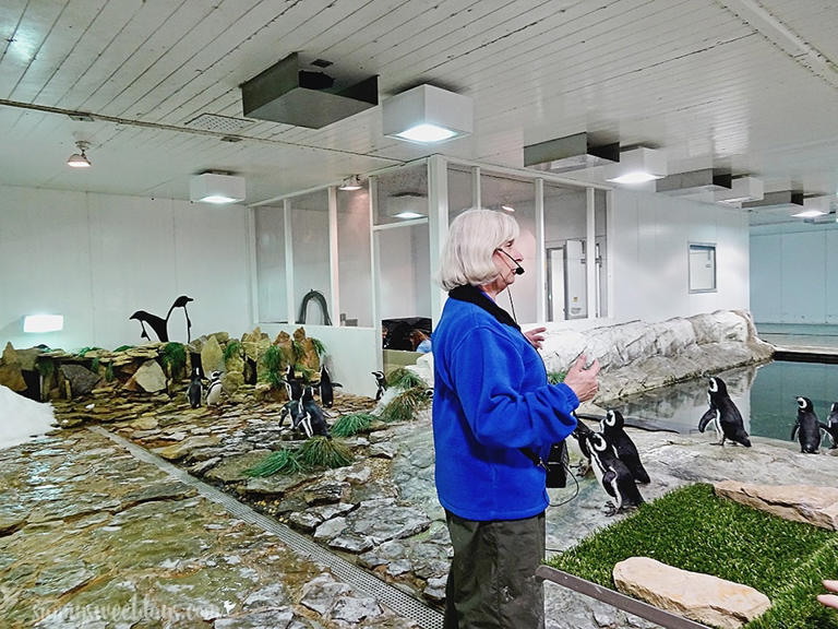 Guide To Animal Experiences At SeaWorld Orlando