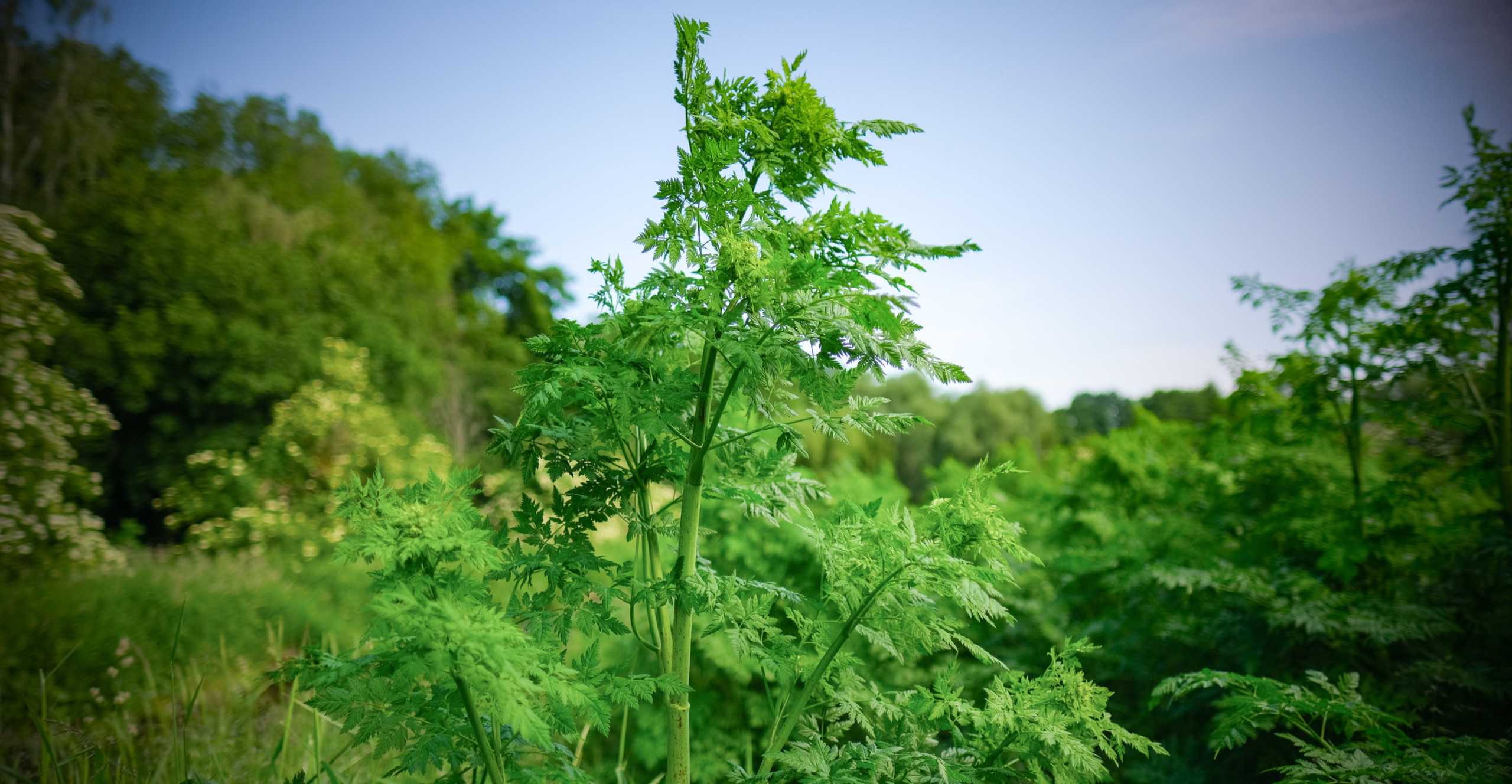 Ancient medicinal plants and their healing properties