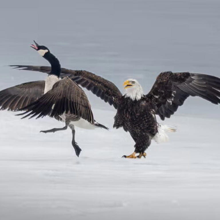 L'oca canadese contro l'aquila calva americana. Quando una foto ...