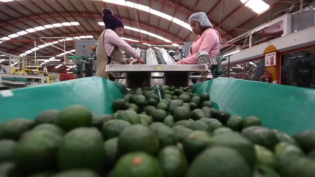 Avocado growers in central Mexico pause and idle their pickers as ...