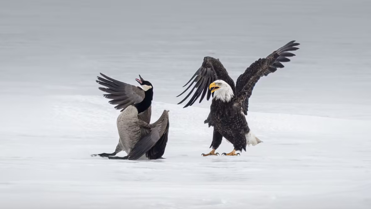 Nature knows: Bald Eagle attacks Canadian goose symbolising strained US-Canada ties