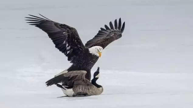 American Bald eagle vs Canada Goose: Photographer captures 'symbolic' wildlife clash
