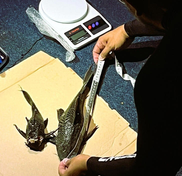 Alerta por captura de otros dos peces diablo en Bacalar, Quintana Roo ...