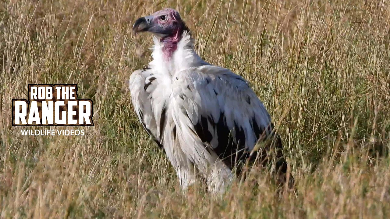 Wild Animals: Super Rare Leucistic Vulture Spotted