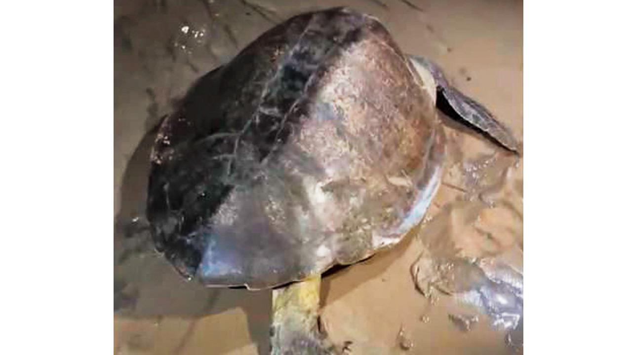 Olive ridley turtle spotted on Juhu Beach, but human disturbance forces ...