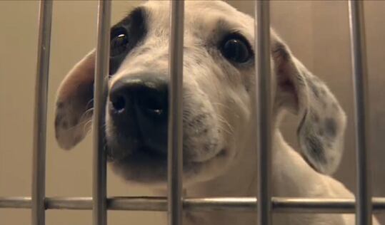 Animal shelter, Kansas Humane Society nearing capacity, reaching out to ...