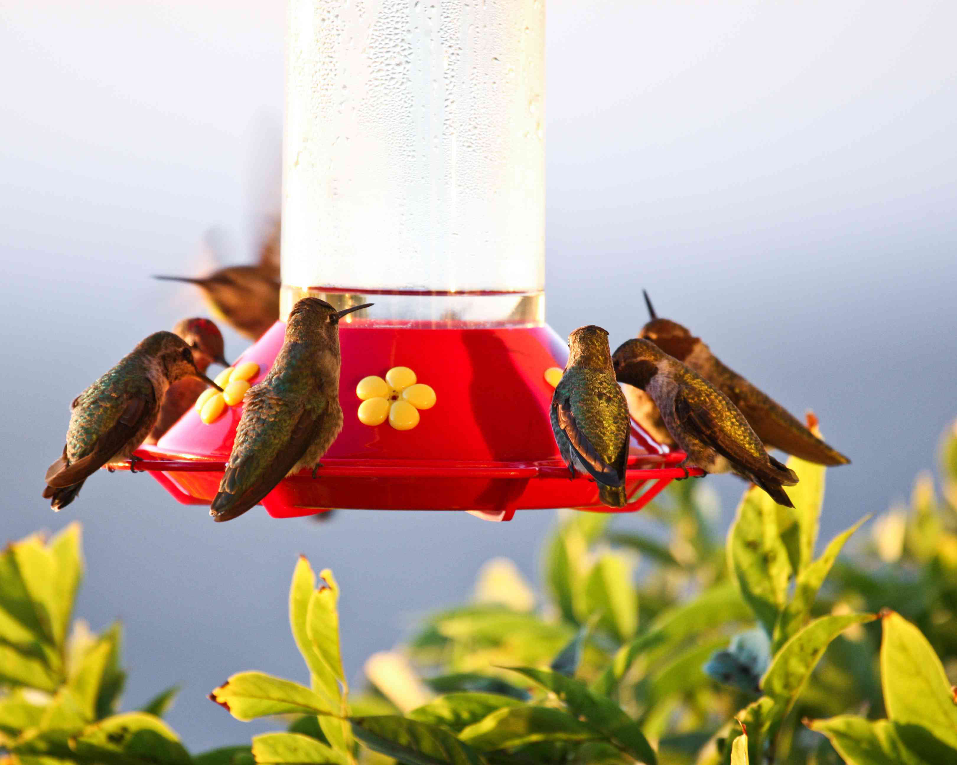 Here's How Often You Should Clean Your Hummingbird Feeder To Keep It ... Here's How Often You Should Clean Your Hummingbird Feeder To Keep It ...