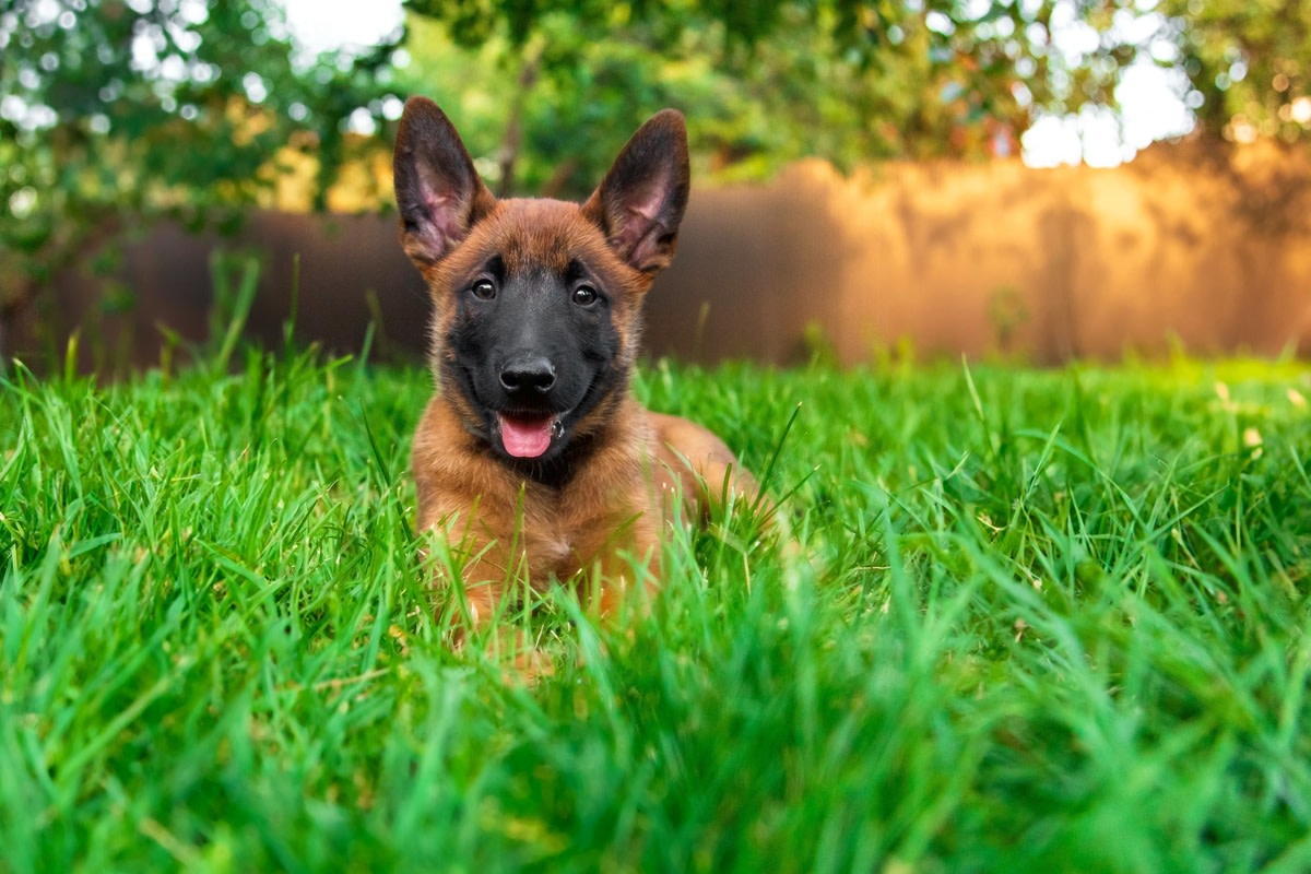 Belgian Malinois Puppy Discovers Cat’s Tail Isn’t a Chew Toy in ...