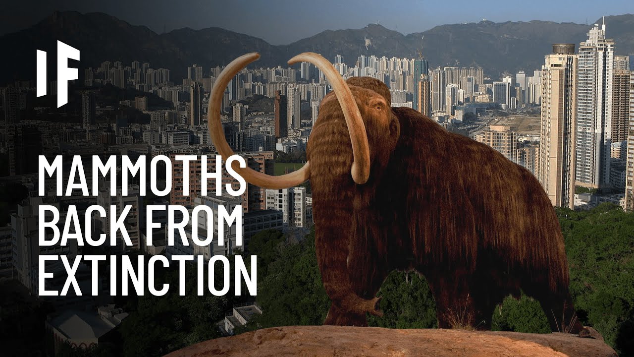 Mammoths Never Went Extinct: How Would It Affect Us?