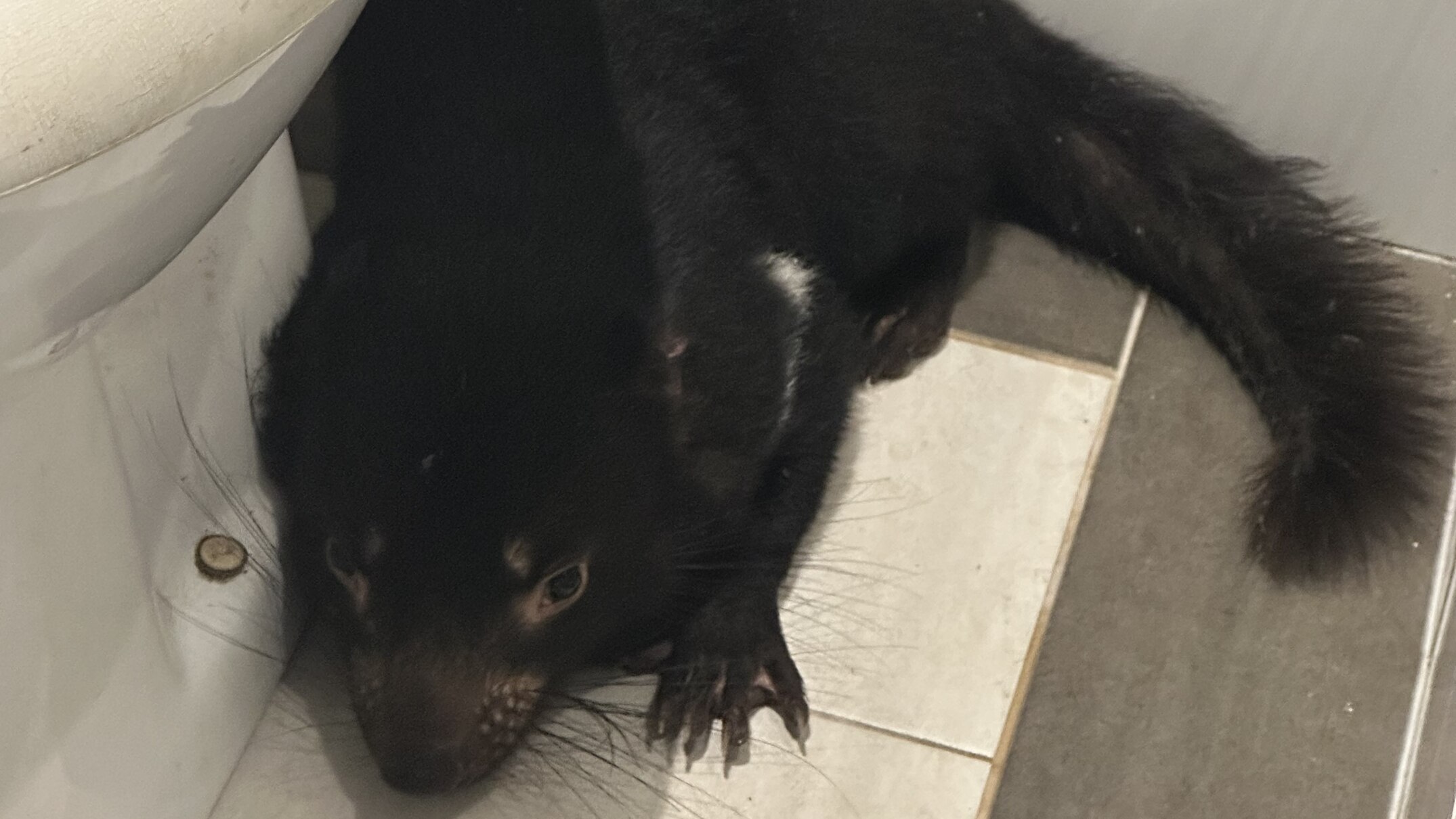 Tasmanian devil gives woman on toilet a big surprise