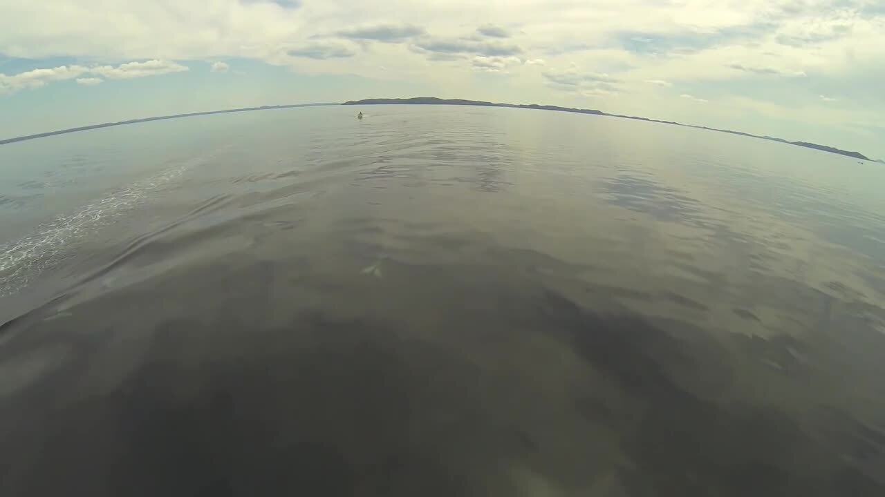 Drone Follows Family of Orca Whales