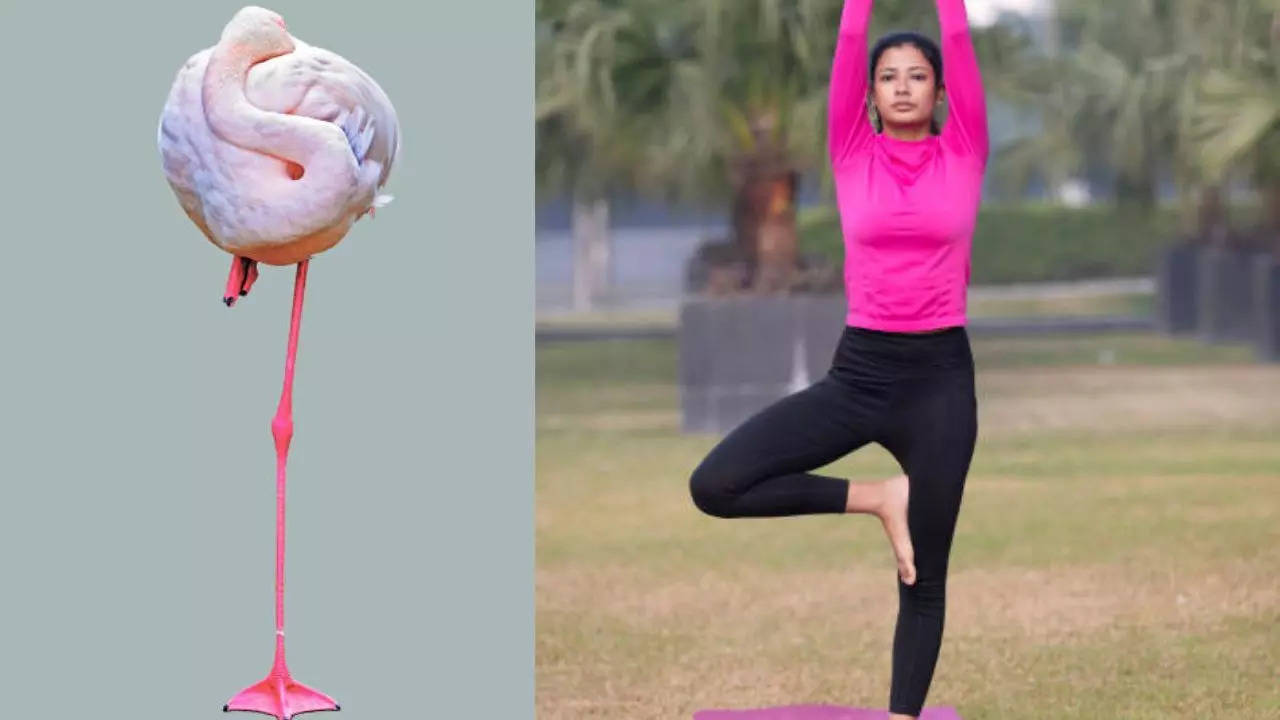 What Is the Flamingo Balance Test That Reveals Your Level of Fitness ...