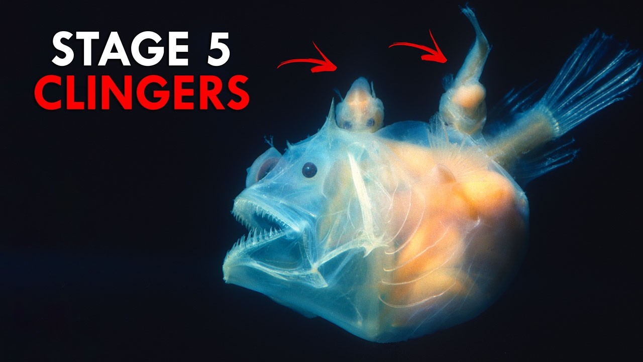 The Weirdest Animal Mating Rituals