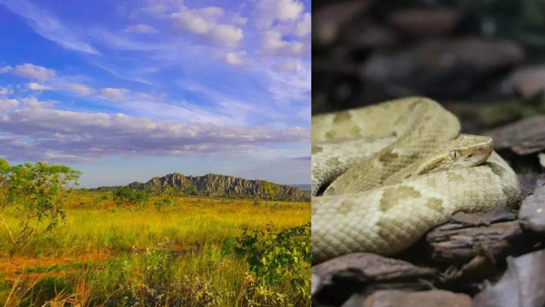 10 Deadliest snake spots in the world featuring king cobra, Indian cobra, and other venomous ...