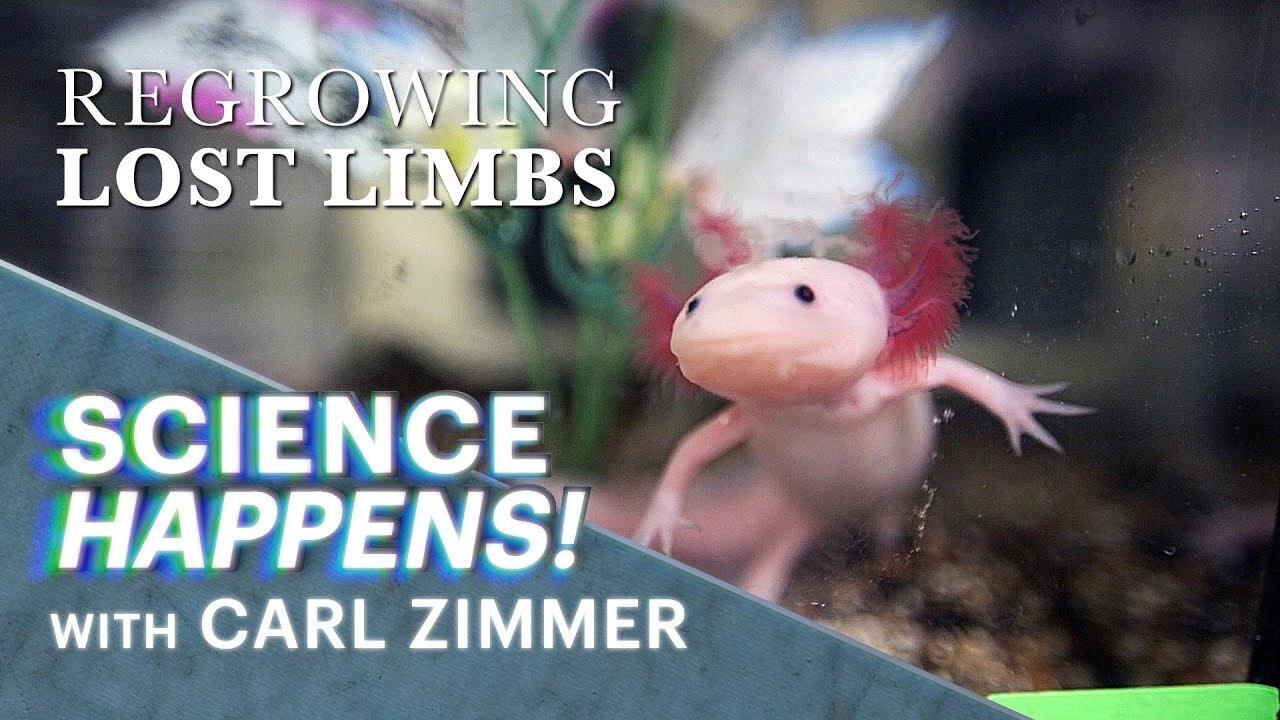 Science Happens! | Episode 8 | Regrowing lost limbs