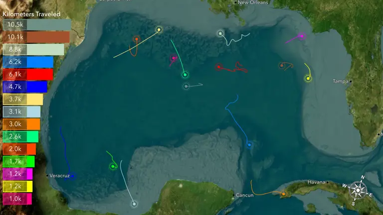 Track the Epic Journeys of 15 Whale Sharks