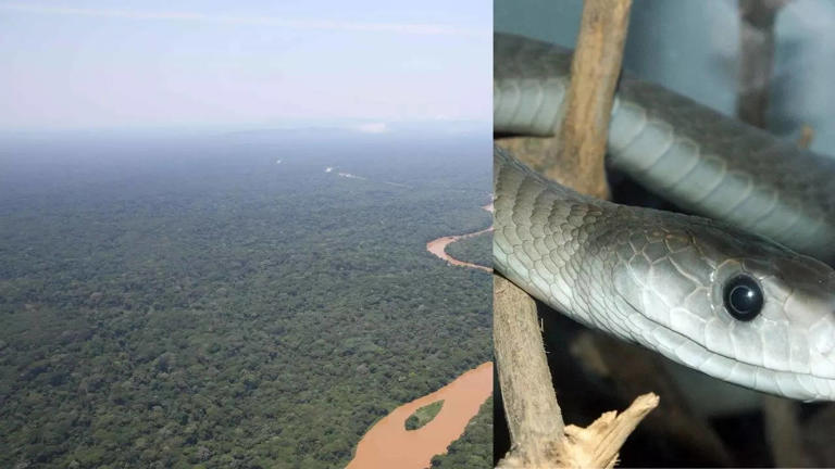 10 Deadliest snake spots in the world featuring king cobra, Indian cobra, and other venomous ...
