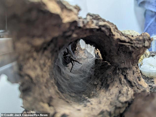 Urgent warning to Britons as Europe's largest SPIDER arrives in the UK